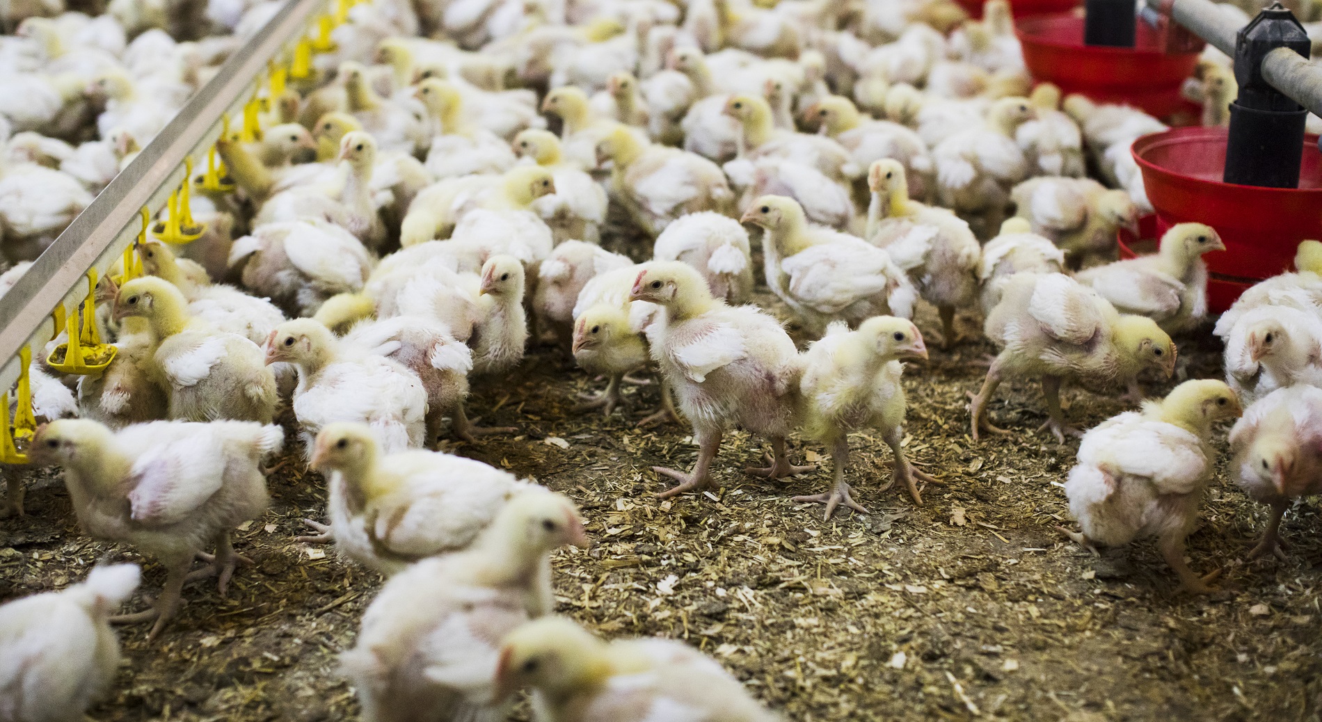 Sanction pour la Loi modifiant la Loi sur la protection sanitaire des ...